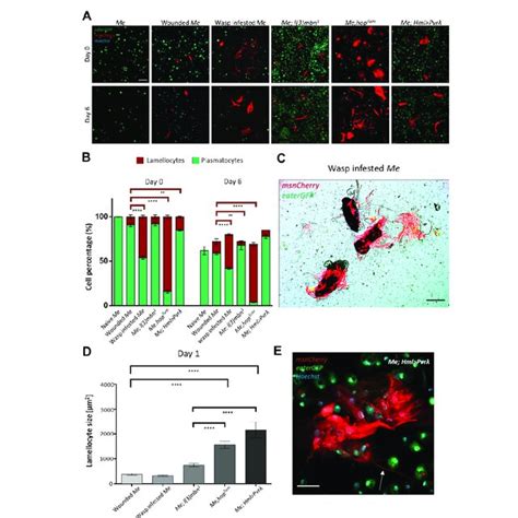 Proliferation And Transdifferentiation In Ex Vivo Hemocyte Cultures Download Scientific