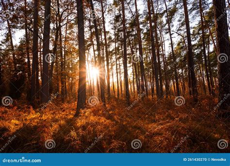 Sun Rays Shining Between Trees In Pine Forest With Fern Stock Photo