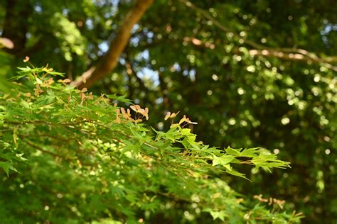 イロハモミジ 庭木図鑑 植木ペディア