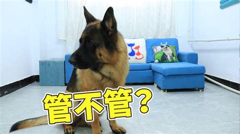 大德牧被小狸花猫打，先委屈屈得告状，又去边牧面前撒娇，这也太可爱了【阿尔法是只边牧】 Youtube