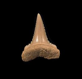 Carcharodon Carcharias Juvenile Tooth For Sale Buried Treasure Fossils