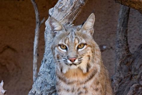 Bobcat Colors What Color Are Bobcats