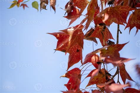 Vibrant Red Maple Leaves Falling In A Beautiful Autumn 39371753 Stock