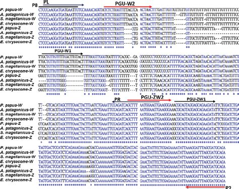 Sequence Alignment Of Chd W And Chd Z Genes Of Four Penguin Species Download Scientific