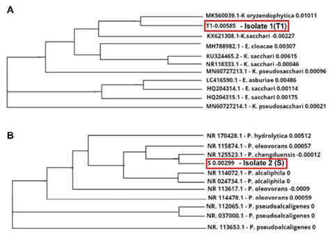 Dendrogram Showing The 16s Rna Sequencing And Sequence Similarities Of Download Scientific