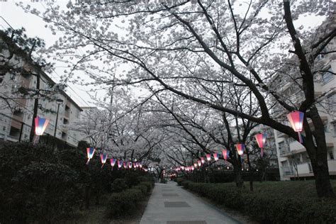磯マガ洋光台の桜根岸の桜磯子の桜