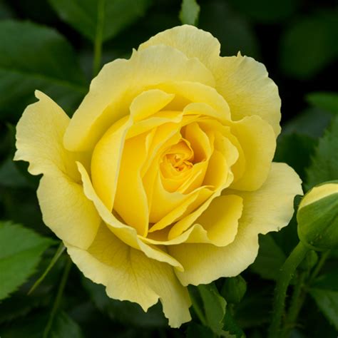 Роза флорибунда «Чайна Герл» – купить саженцы оптом и в розницу ...