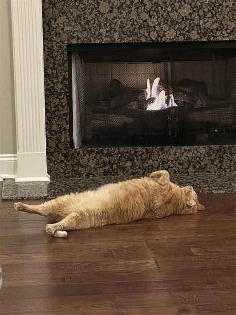 Psbattle Cozy Kitty R Photoshopbattles