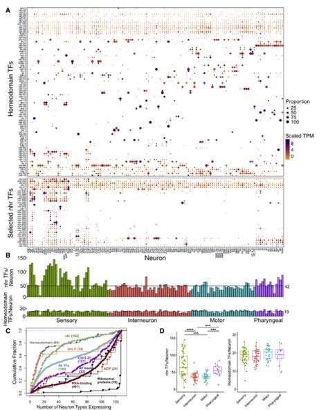 Cell 首次：神经系统所有神经元单细胞表达谱 知乎