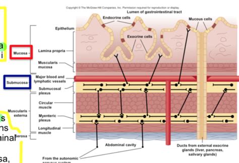 Physiology 3200 Gi Tract Full Flashcards Quizlet