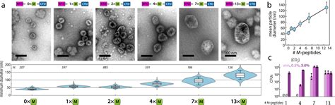 α Carboxysome Size Is Controlled by the Disordered Scaffold Protein CsoS Biochemistry