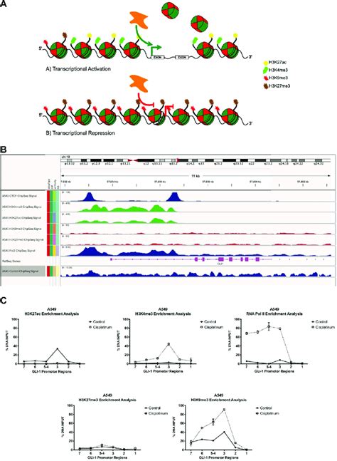 Representative Model Of Histone Code Remodeling Processes With Or