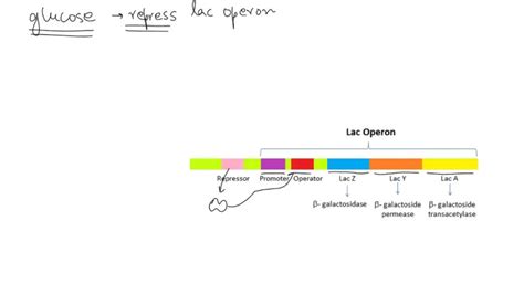 Solved Is The Jacob Monod Model Of Enzyme Induction Supported By The Data In Table 1 Explain