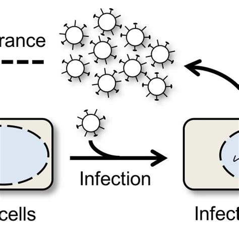6 Scheme Of The Standard Model For Within Host Viral Dynamics