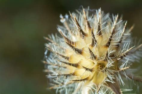 Small Teasel Dipsacus Pilosus Seed Head In Winter Dead Inflorescence