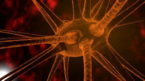 Nerve Cell 3d Model Turbosquid 2084509