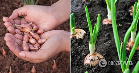 Брак води і кисню головні причини утворення стрілок у цибулі Oboz Ua