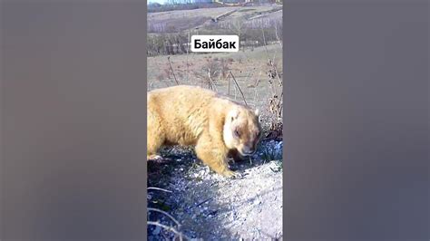 Байбак - YouTube