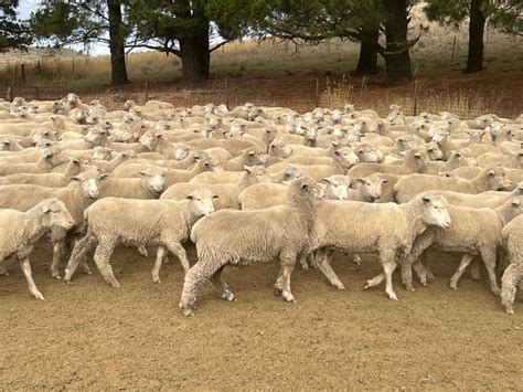Lot Mixed Sex Store Lambs AuctionsPlus