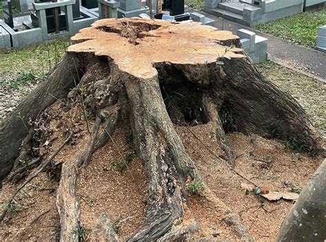 ホームページ特殊伐採の飯沼創建株式会社