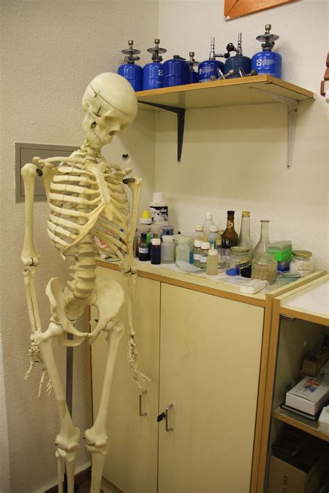 Edit Free Photo Of Skeleton Lab Anatomy Medicine Learning