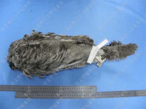 乌林鸮 Strix nebulosa 物种库 国家动物标本资源库
