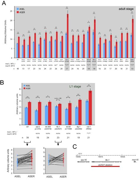 The Impact Of Size Control Genes On Aselr Size A Aselr Soma Size