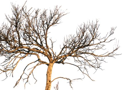Bare Tree Branch PNG Vector PSD And Clipart With Transparent Background For Free Download Bare Tree Branch PNG Vector PSD And Clipart With Transparent Background For Free Download