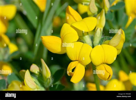 Birdsfoot Trefoil Lotus Corniculatus Close Up Of A Single Flowering