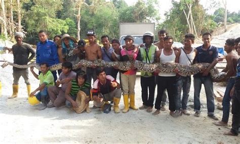 Found The Largest Python Ever Captured Atlas Obscura