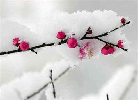 踏雪寻梅 梅花风景图片总集赏析组图 园林资讯