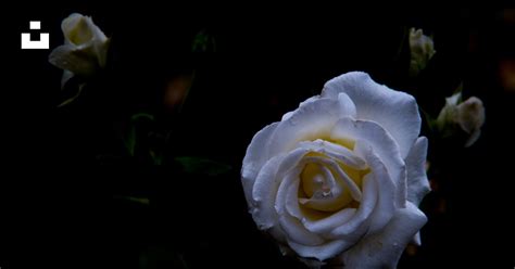 흰 장미의 클로즈업 사진 Unsplash의 무료 버슬렘 이미지