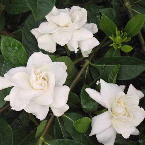 Gardenia Veitchii — Green Acres Nursery And Supply