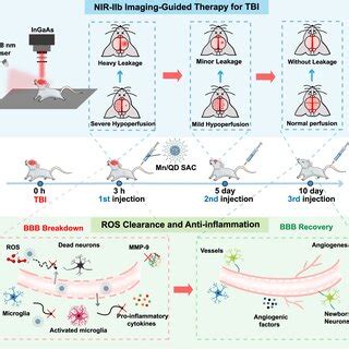 Preparation Of NIR IIb QD Based Single Atom Catalyst With Antioxidant