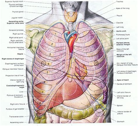 Organsofthorax School For Experiential Education