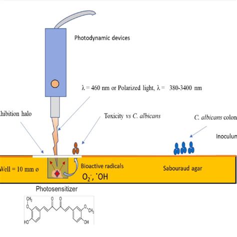 Graphical Representation Of The Modified Kirby Bauer Antimicrobial Download Scientific Diagram