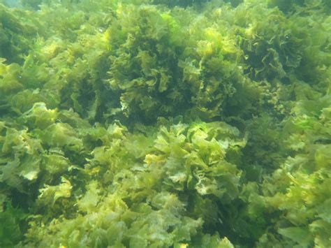 Plankton Plant
