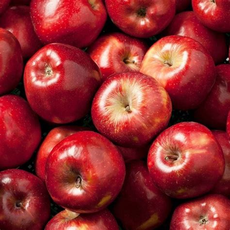 Hızlı Gönderim Tüplü Yarı Bodur Red Miracle Elma Fidanı
