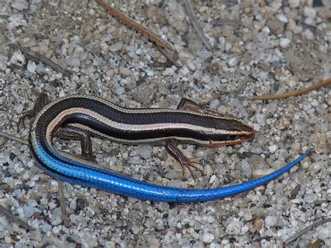 Western Blue Tailed Skink Life List Blog Posts