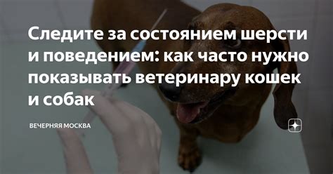 Следите за состоянием шерсти и поведением как часто нужно показывать ветеринару кошек и собак
