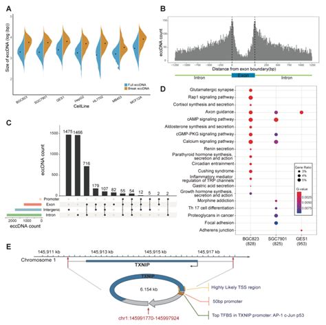 Characteristics And Genomic Annotation Of Eccdnas A The Size