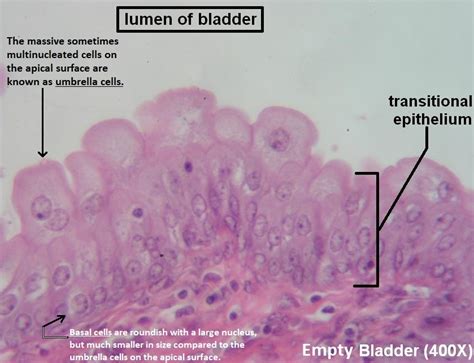 Transitional Epithelium Diagram