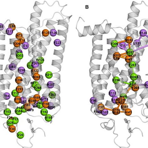 Pdf Structure Network Analysis To Gain Insights Into Gpcr Function
