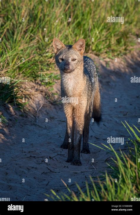 Hoary Fox Lycalopex Vetulus Standing On Sand Path Pantanal Mato
