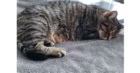 Weekly Dev Chat September 16th Rparalives