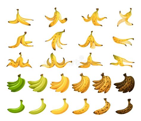 Colorful Collection Of Bananas Showing Various Stages Of Ripeness From Green To Overripe
