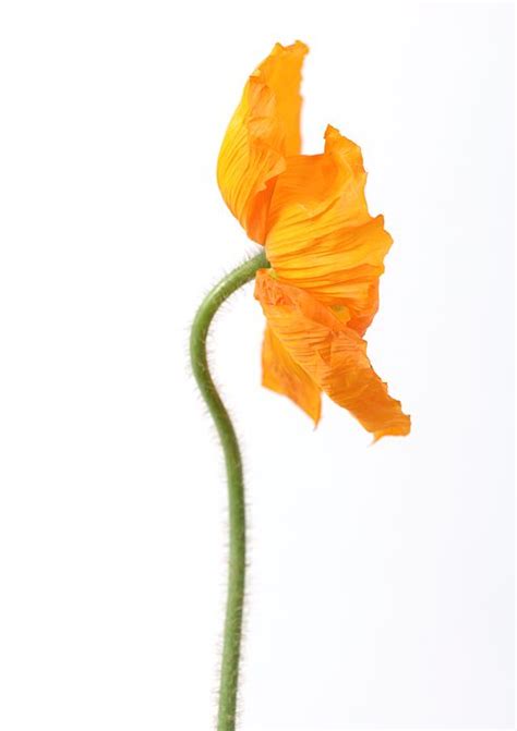 Poppy By Michele Constantini