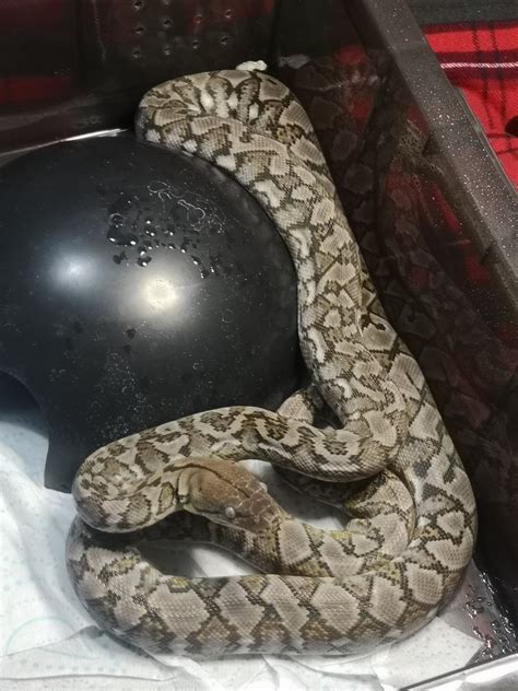 Reticulated Python Identification Reptile Forums