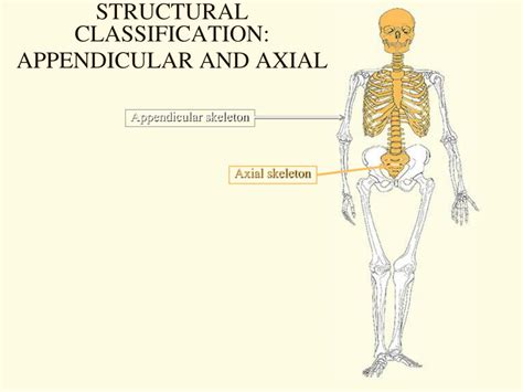 Ppt Skeletal System Powerpoint Presentation Free Download Id176773