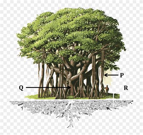 The Diagram Shows A Banyan Tree Prop Root In Banyan Tree Hd Png Download 727x714 4222056